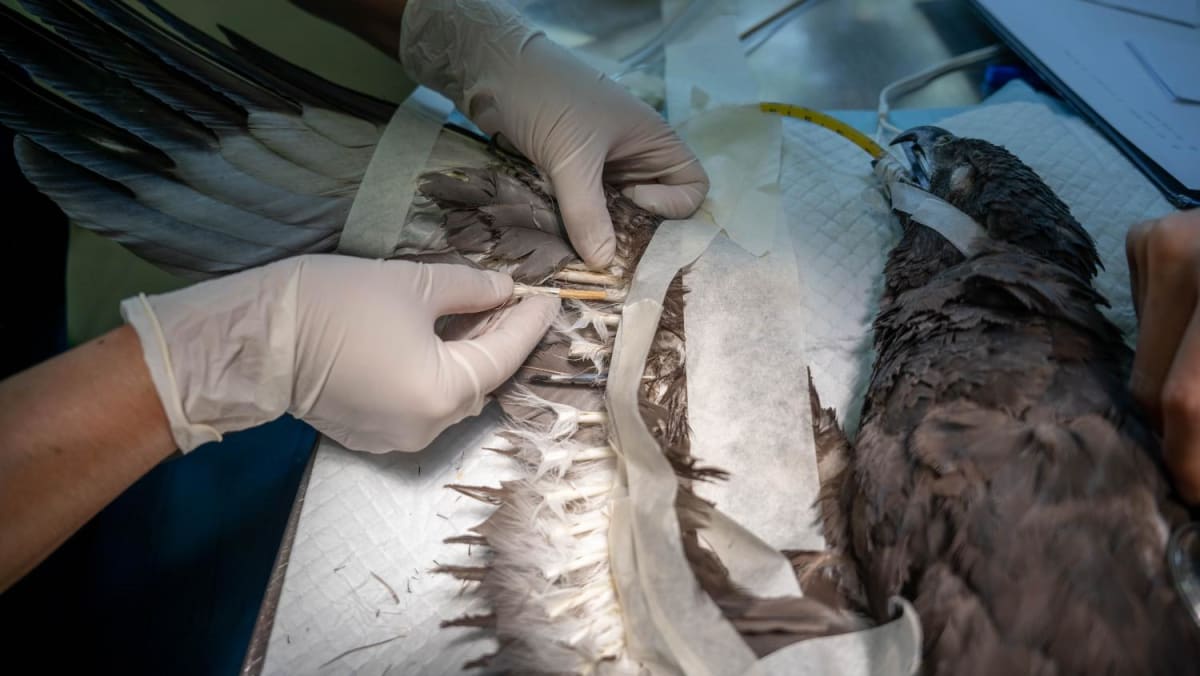 Rescued eagle flies again after receiving new feathers from Jurong Bird ...