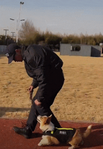 This Corgi Is Now China's Most Popular Police Officer - 8days