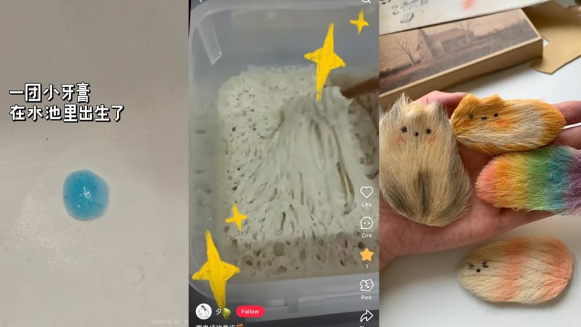 CNA Correspondent - From mango pits to rocks, how peculiar ‘pets’ bring ...
