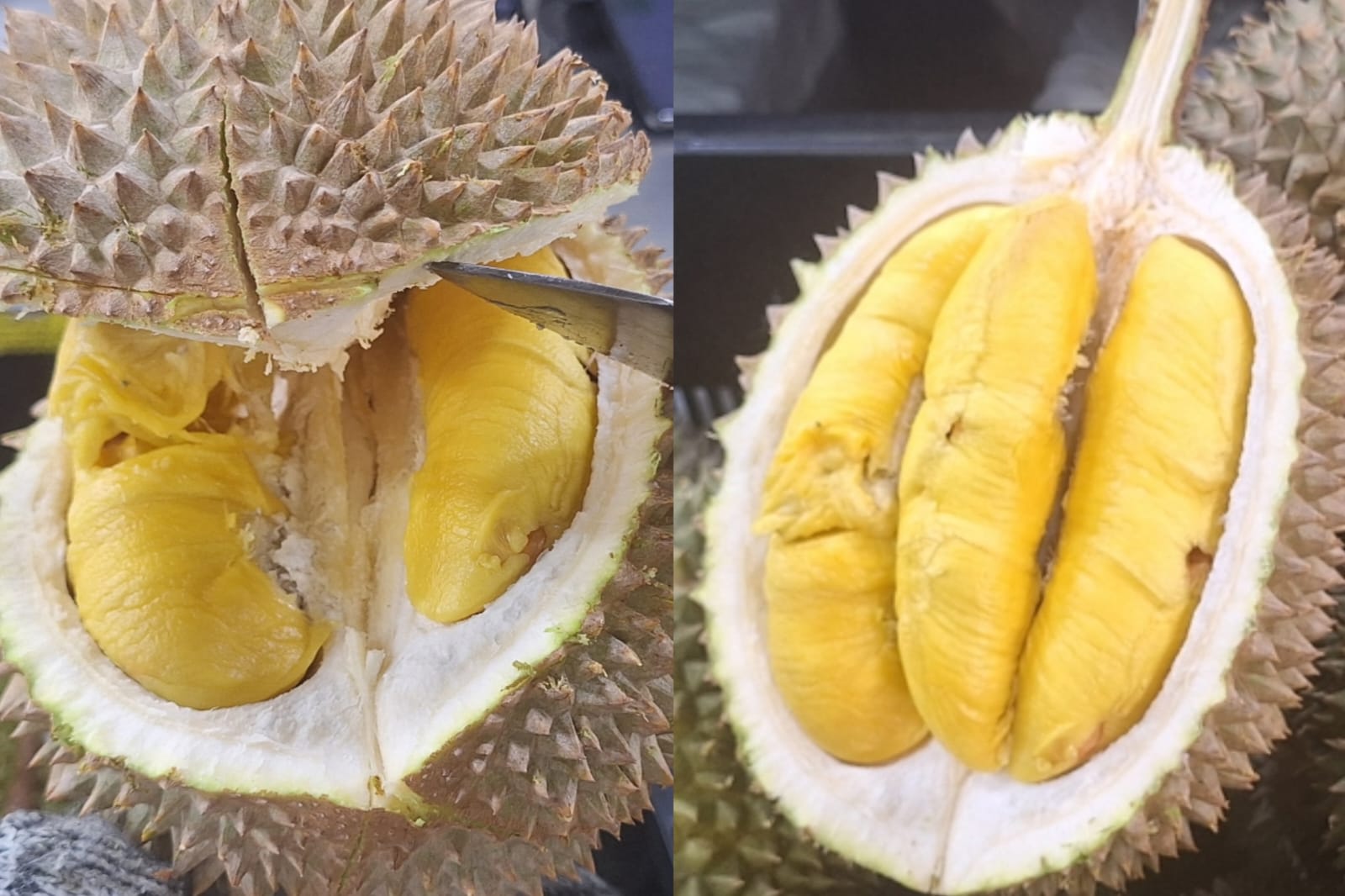 #sgdeals 感谢11.11！每人$38.80、1小时猫山王榴梿Buffet回归，仅此3天！ - vibes by 8world