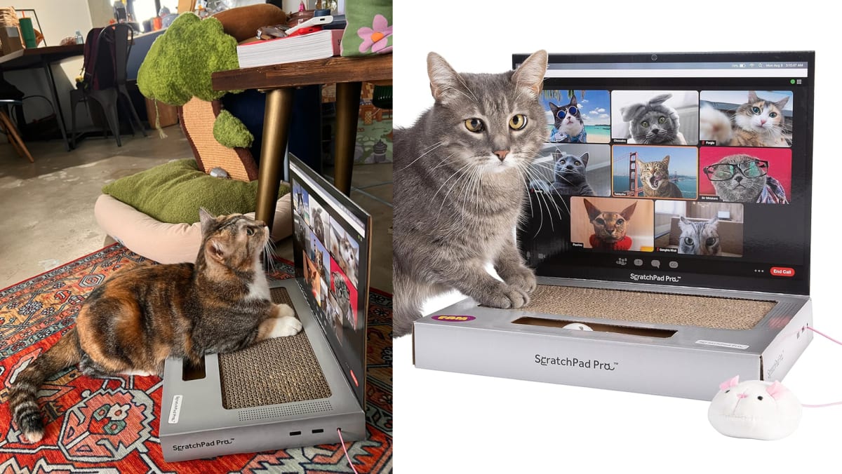 This Laptop For Cats Went Viral, So I Got My Cats To Test Out The ...