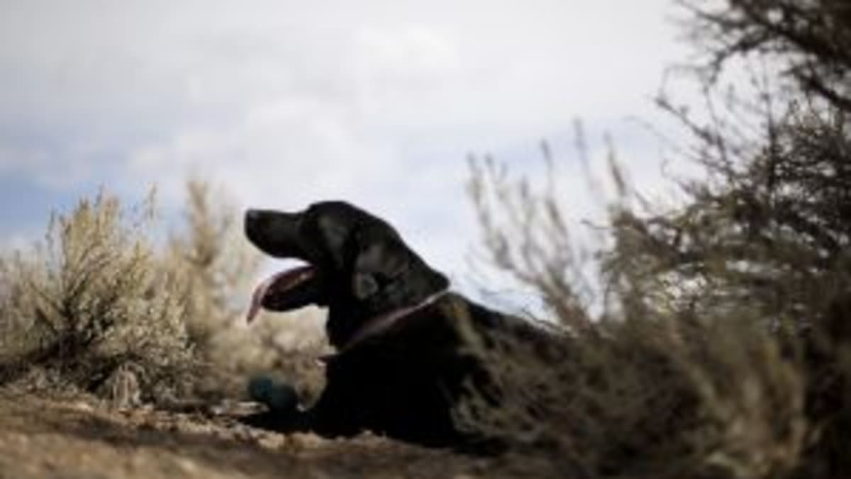 Cadaver dog work more accepted by cops, courts - TODAY