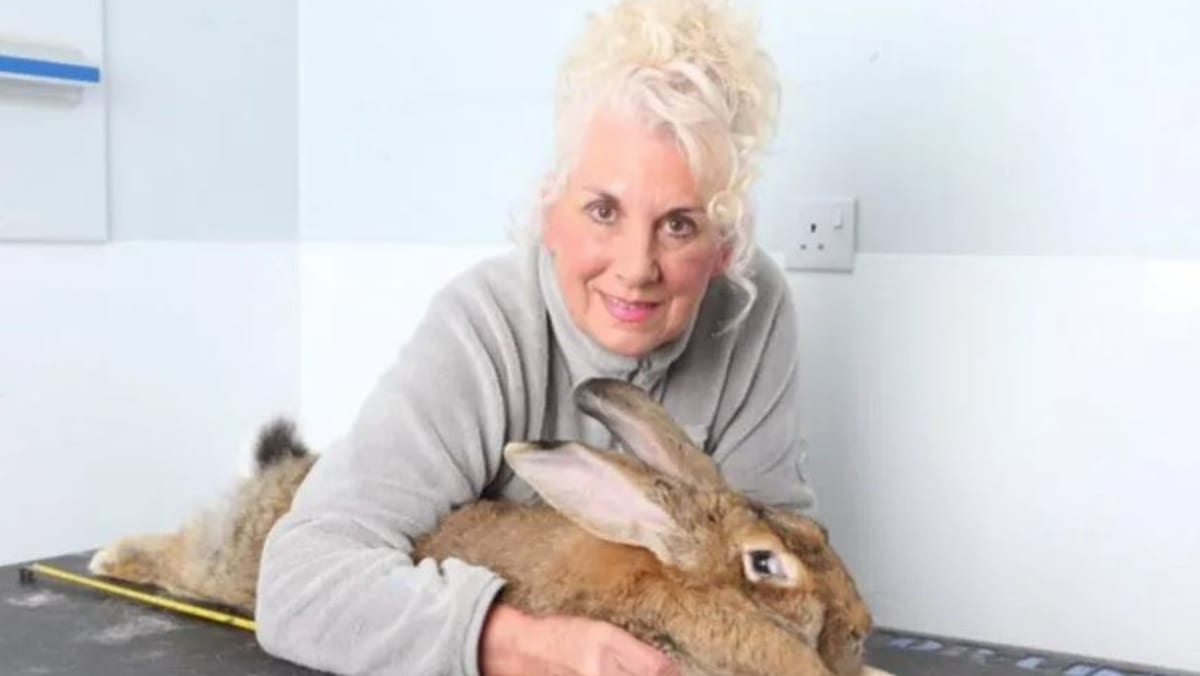 largest rabbit on record