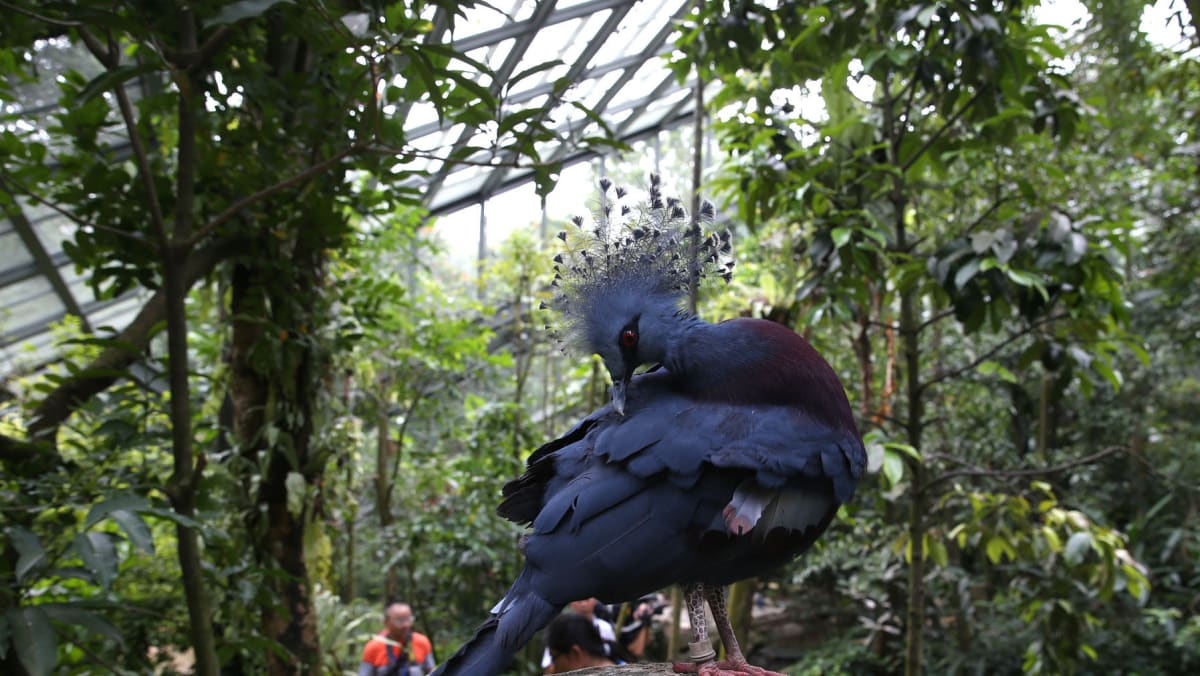 Rare Asian birds at Jurong Bird Park’s Wings of Asia aviary - CNA
