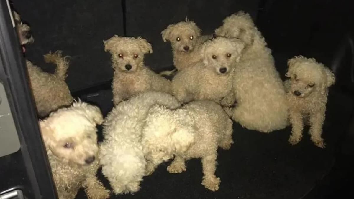 Woman fined for keeping 16 dogs without licence, not taking sick dog to ...