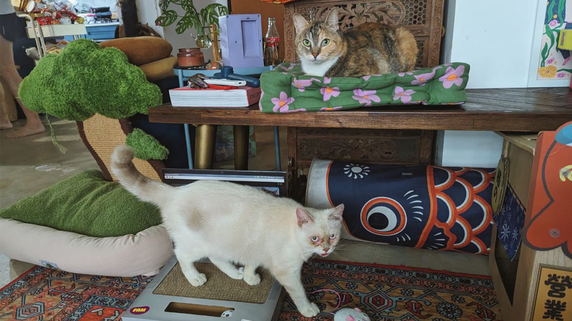 This Laptop For Cats Went Viral, So I Got My Cats To Test Out The ...