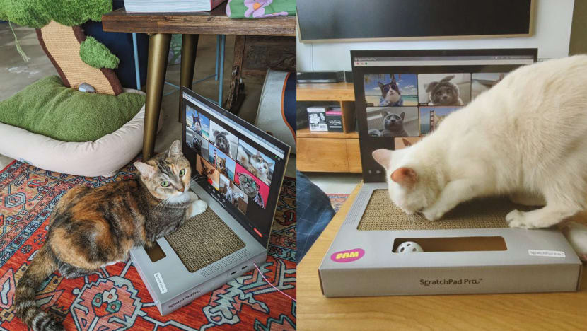 This Laptop For Cats Went Viral, So I Got My Cats To Test Out The ...