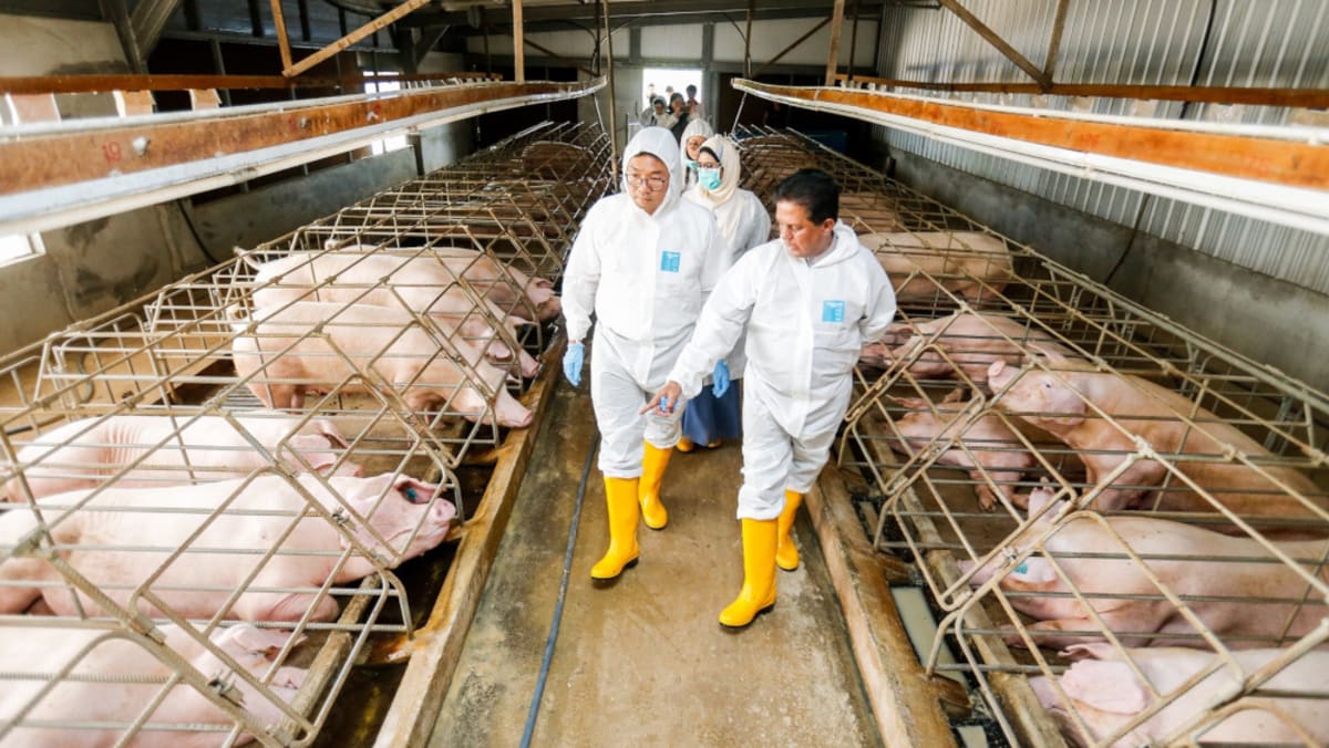 Malaysia stops exporting pork to meet local demand amid swine fever ...