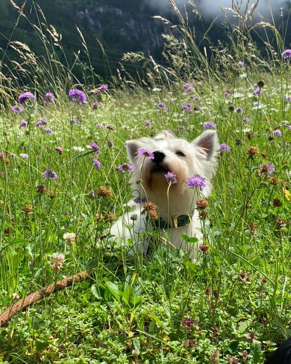 Flying overseas with pets from Singapore: What owners need to know ...