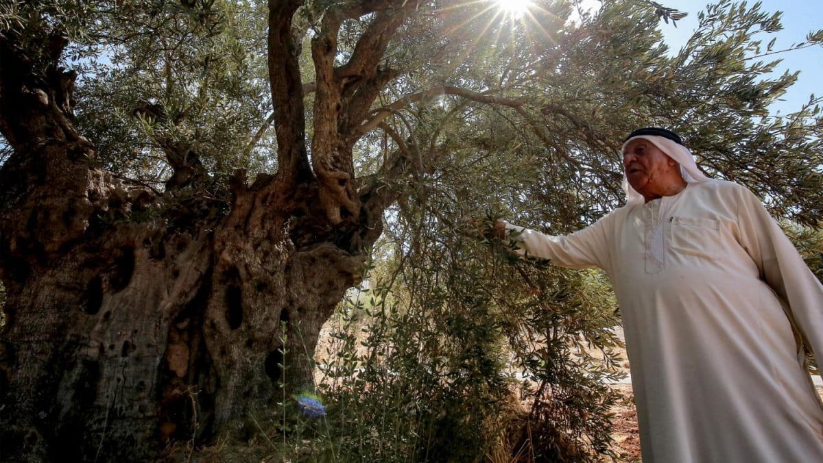 Jordan's mission to save its ancient olive trees - TODAY