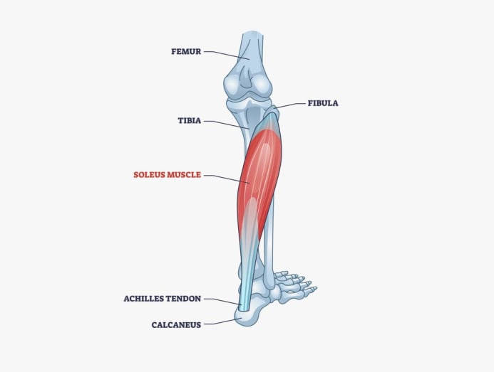 Soleus push-ups: What is it and how does "shaking" your legs lower ...