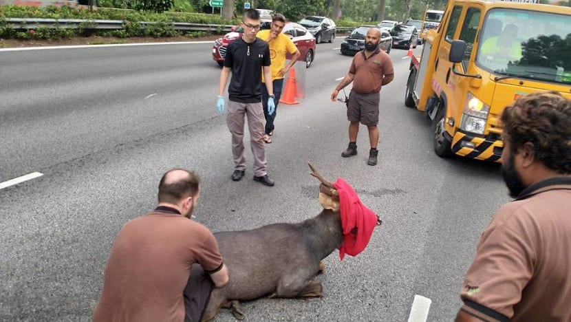 Wildlife management firms report rise in cases of animals entering ...