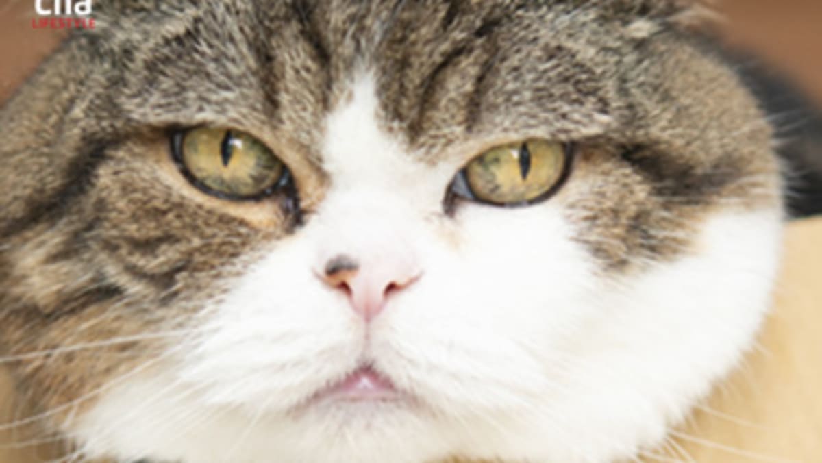 Maru, the internet’s favourite box-loving cat, dies at 18 - CNA