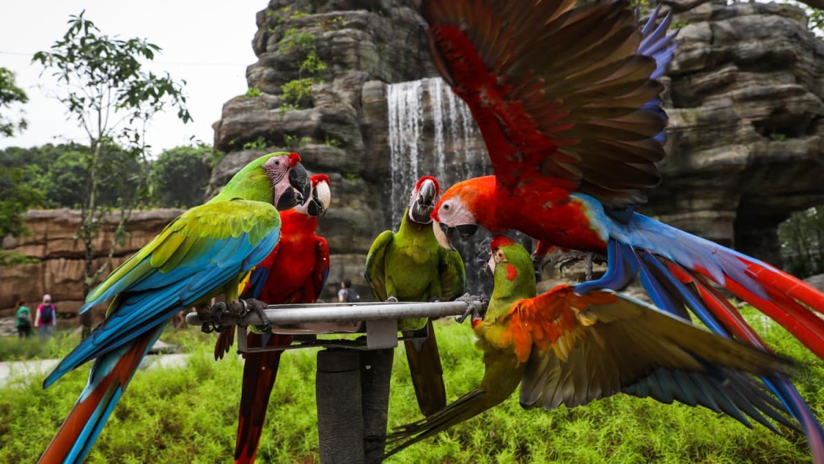 Singapore's Bird Paradise opening May 8 with more walk-through aviaries and kid-friendly ...