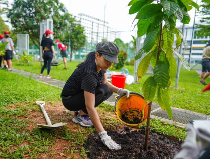 Chocolate grown in Singapore? Dessert chef Janice Wong is planting ...