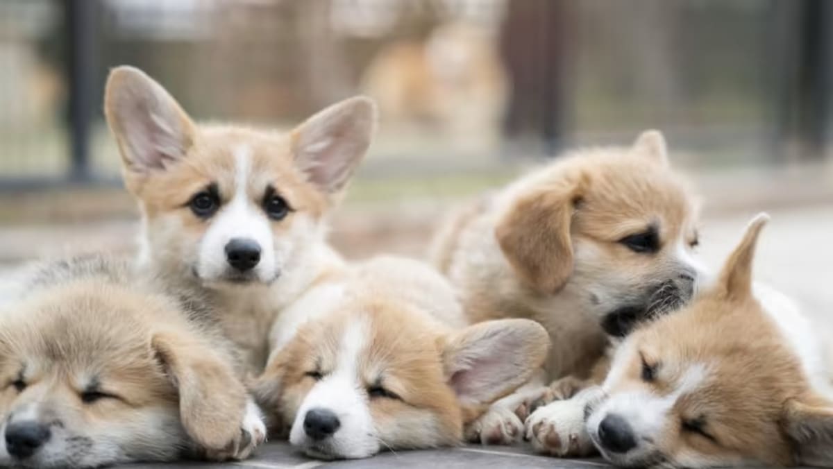 Lelaki biak 19 anjing secara haram didenda S$9,000 - BERITA Mediacorp