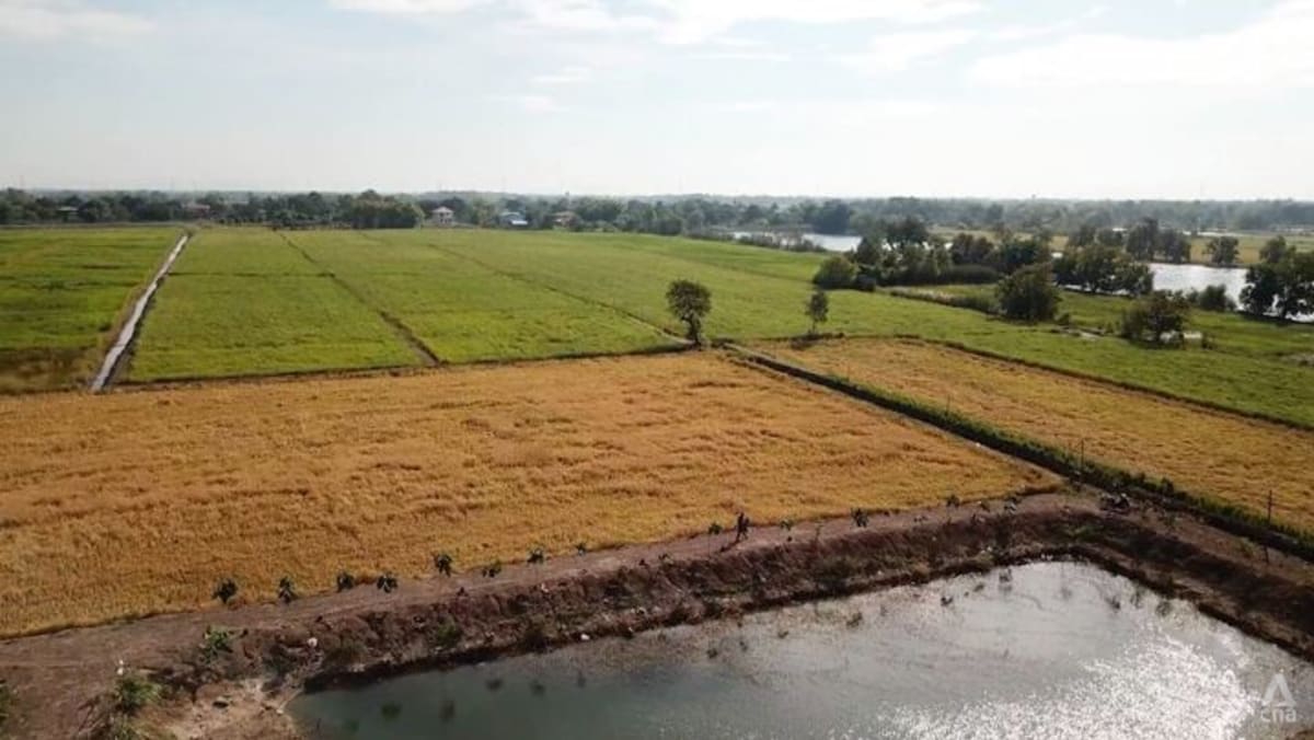 Rice and the climate crisis in Thailand - a special report - CNA