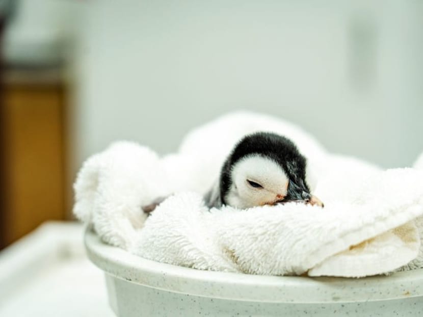 hatching penguin