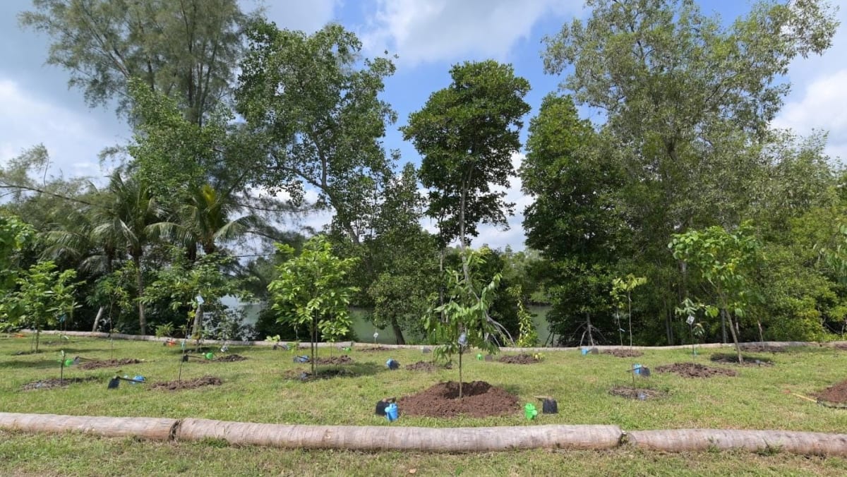 Tree nursery with endangered species launched at Pulau Ubin, two new ...