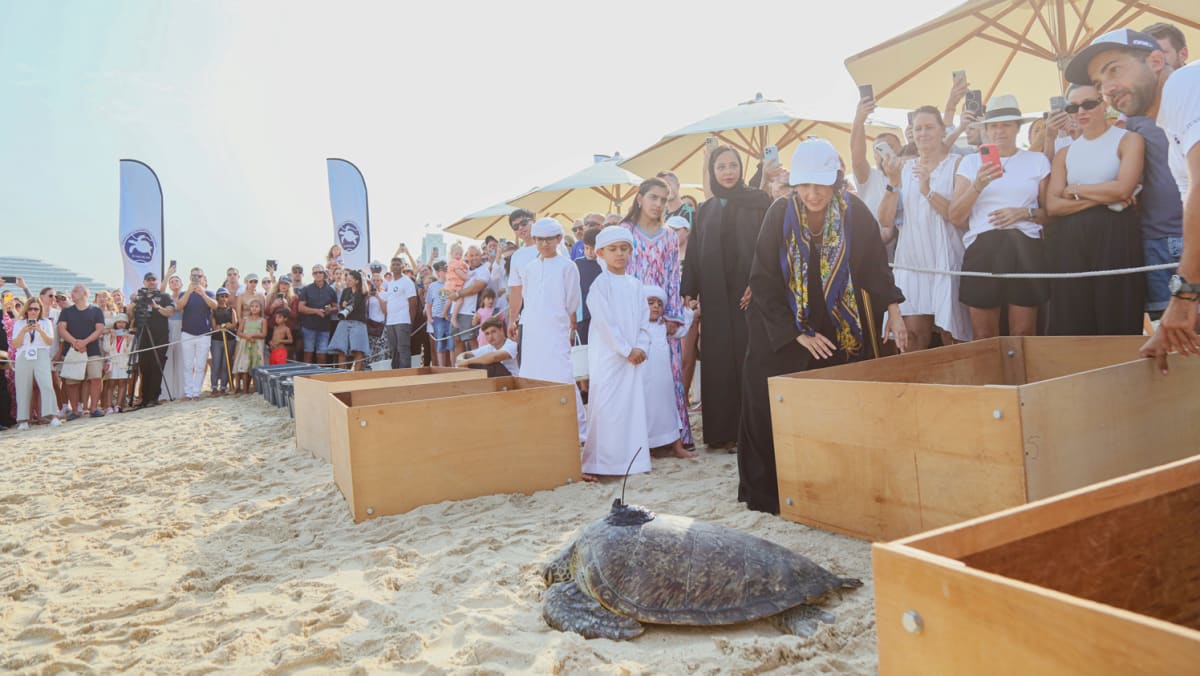 Not just skyscrapers: Dubai’s lesser-known turtle rescue programme is a ...