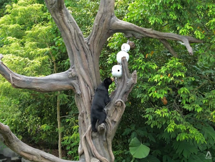 Watch tigers and sun bears unwrap gifts as part of festive celebrations ...