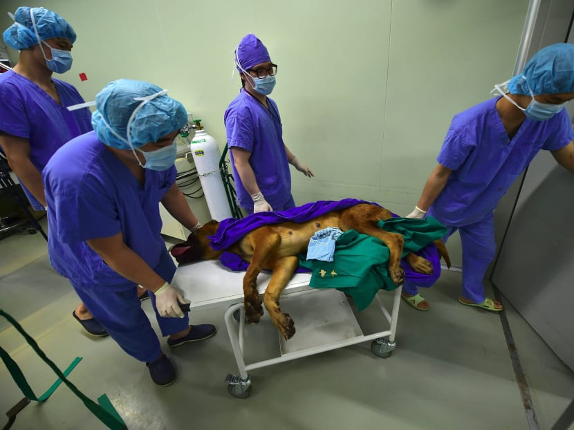 Fido forever? S Korea’s dog cloning clinic - TODAY