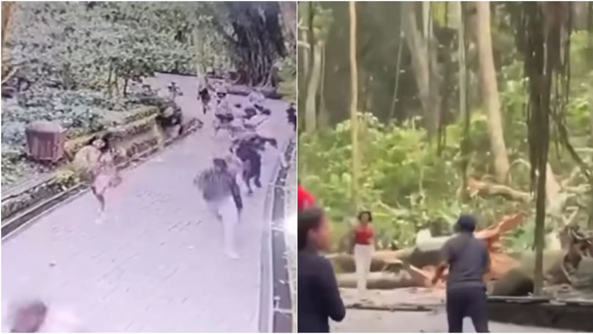 Tree collapses at Bali’s Sacred Monkey Forest, killing two tourists - CNA