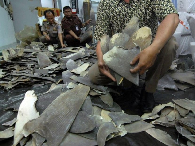 shark finning documentary