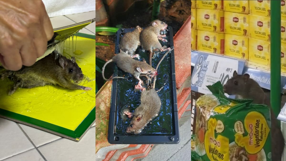 Rat map: Tracking the rodent infestation in Singapore - CNA