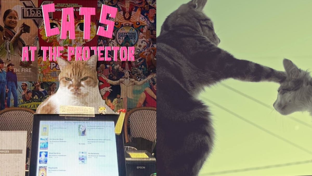 Want to watch 75 minutes of cat videos on the big screen? You can at ...