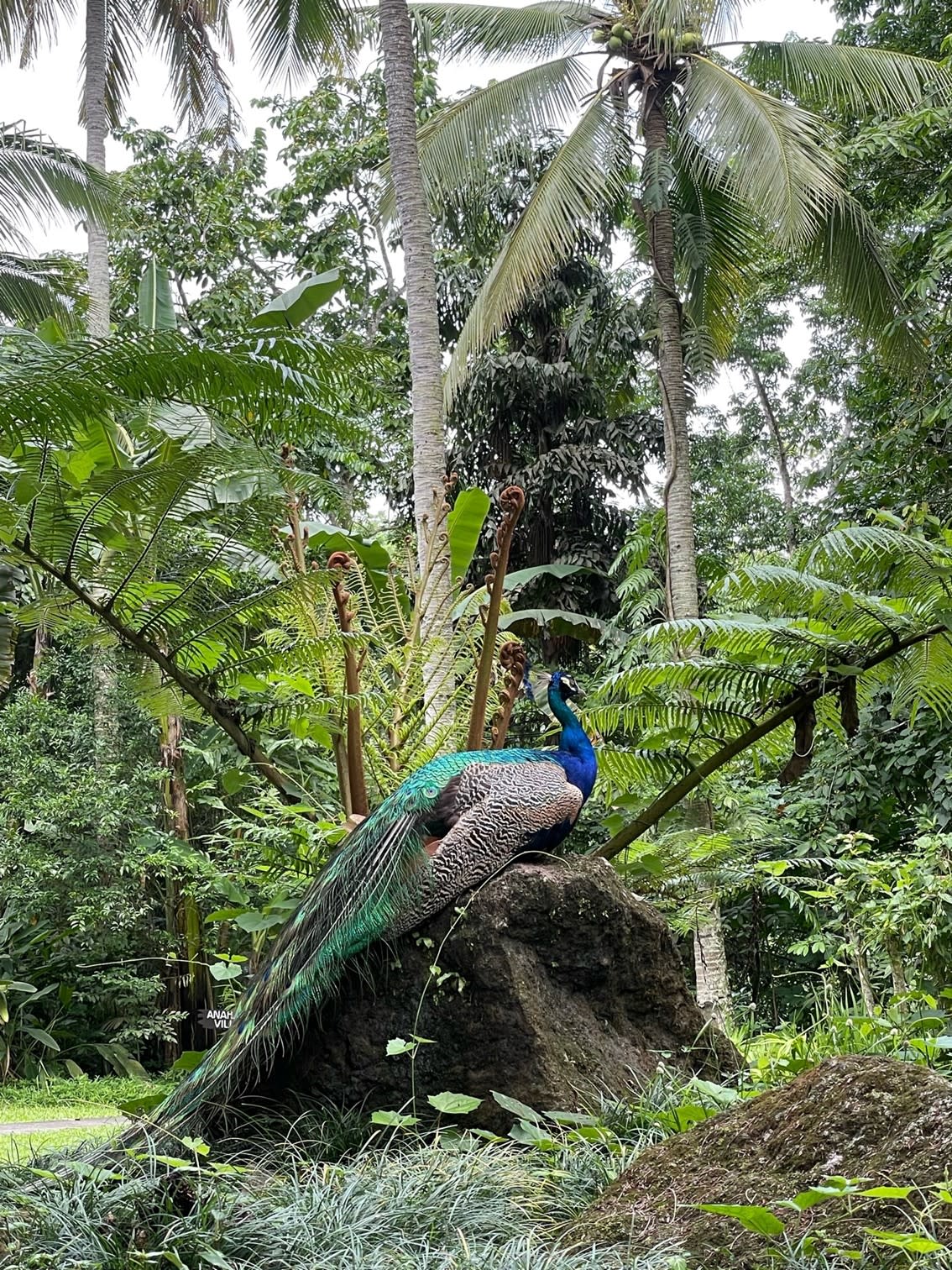 The Farm at San Benito, a wellness resort near Manila, Philippines