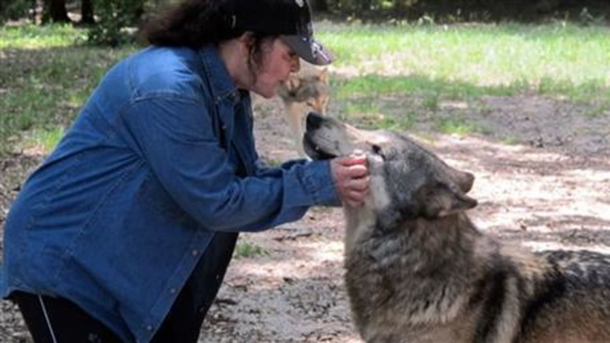 Florida preserve brings wolves, people together - TODAY