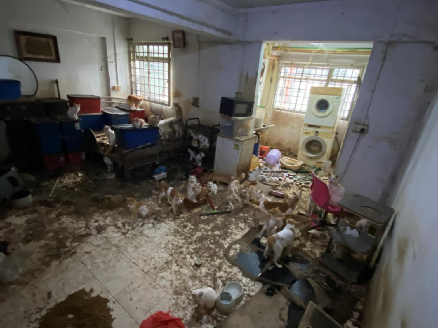 Man gets 20 days' jail for neglecting 43 cats in flat without food ...