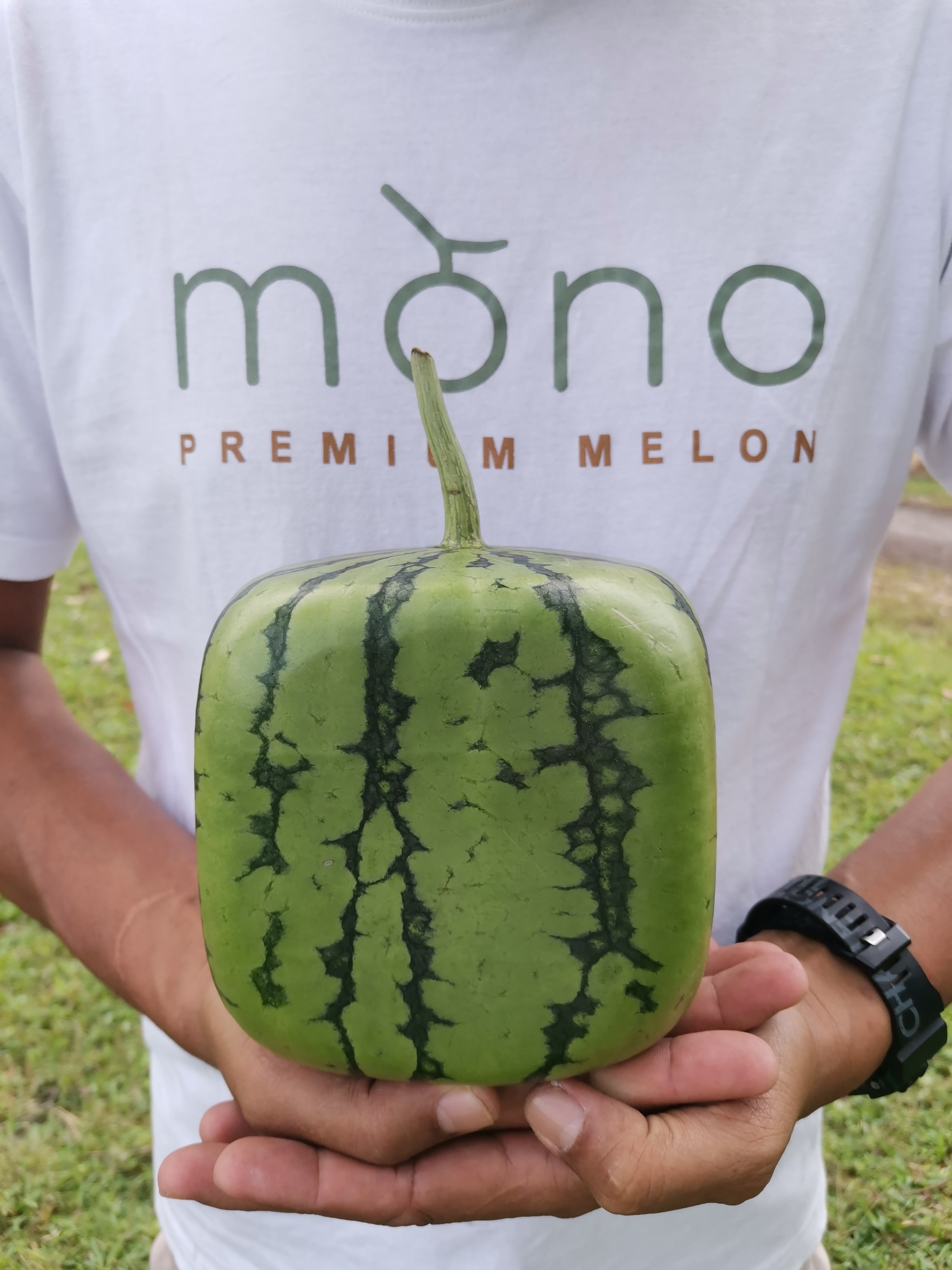squaremelon ltd