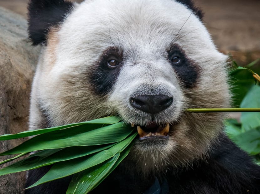 panda teeth structure