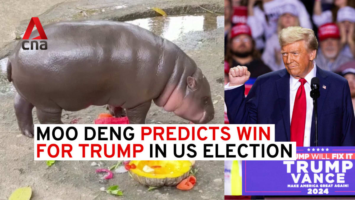 Baby hippo Moo Deng predicts win for Trump in US election | Video - CNA
