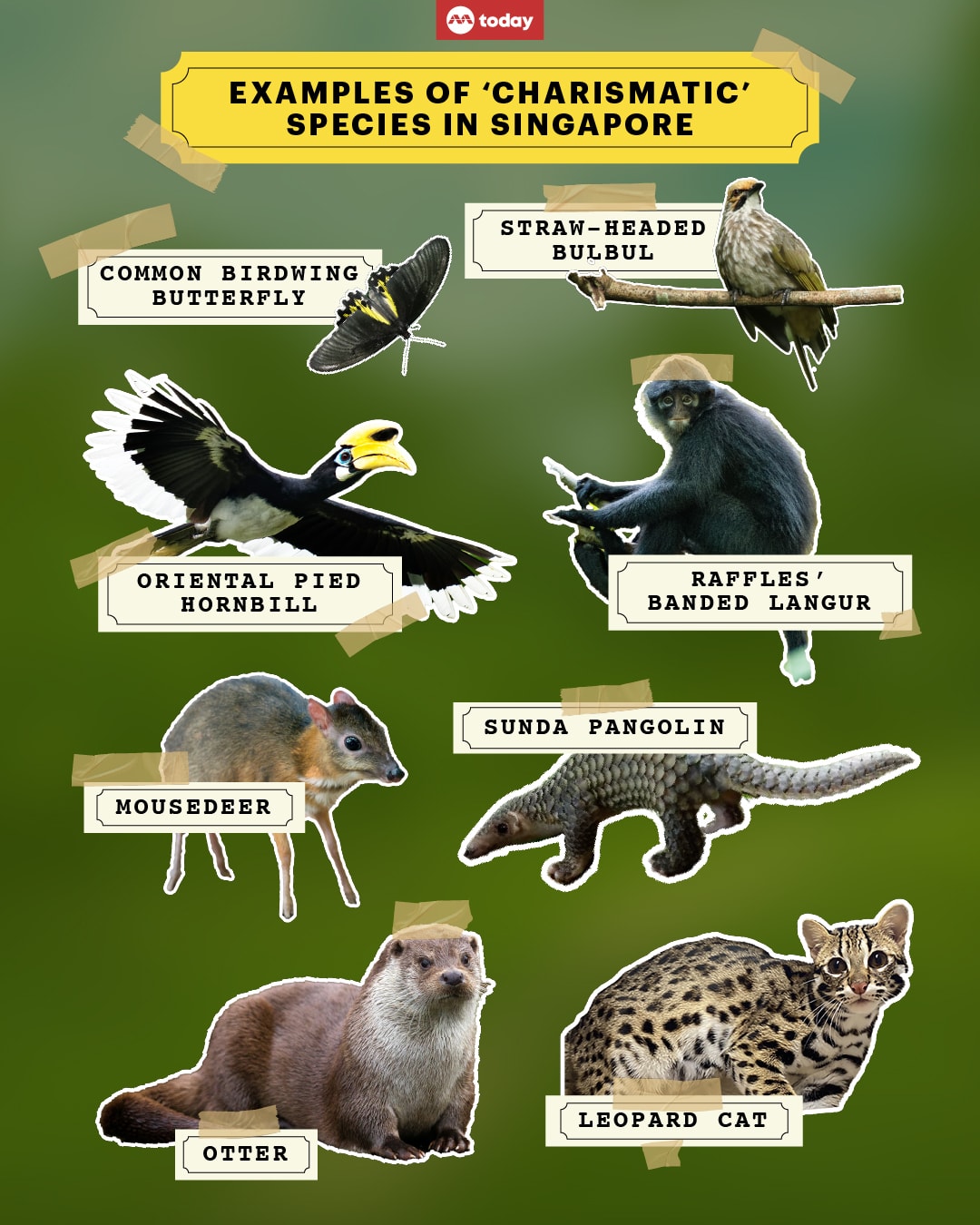 Otters and pangolins in Singapore examples of 'charismatic' species ...
