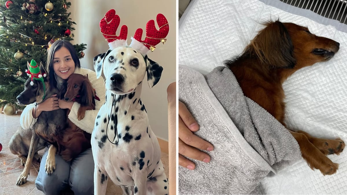 Ex Miss HK's Dogs Die Soon After Eating Poisoned Meat During Walk - 8days