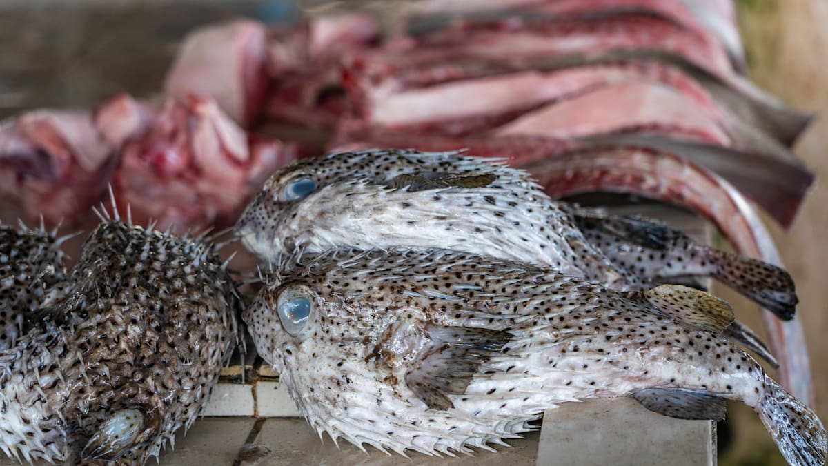 Elderly man in Johor dies after eating pufferfish, days after wife's ...