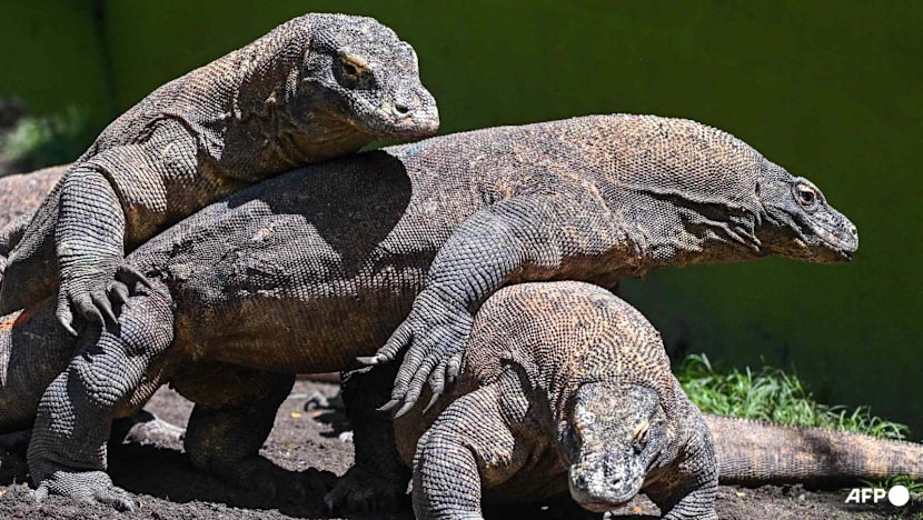 Dragon diplomacy: Indonesia lends Komodo lizard pair to Japan zoo - CNA