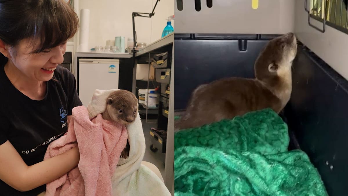 理解问答：解救水獭幼崽 - 8world