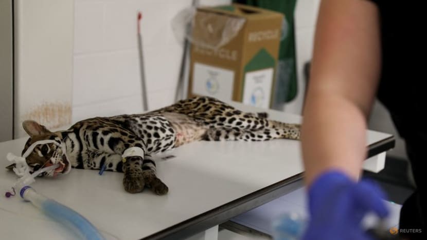 There are fewer than 100 ocelots in the US - these scientists are ...