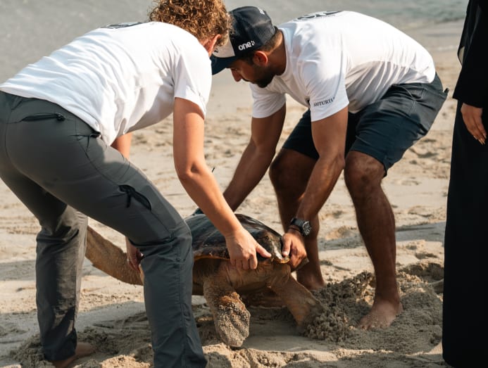 Not just skyscrapers: Dubai’s lesser-known turtle rescue programme is a ...