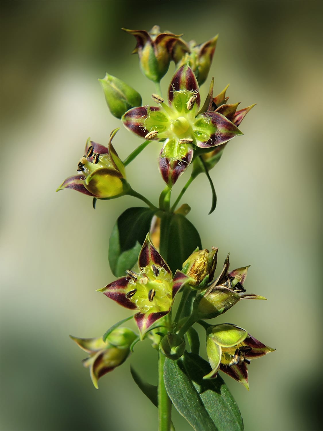 Anti-ageing skincare: Chanel's studies in senescence - CNA Lifestyle