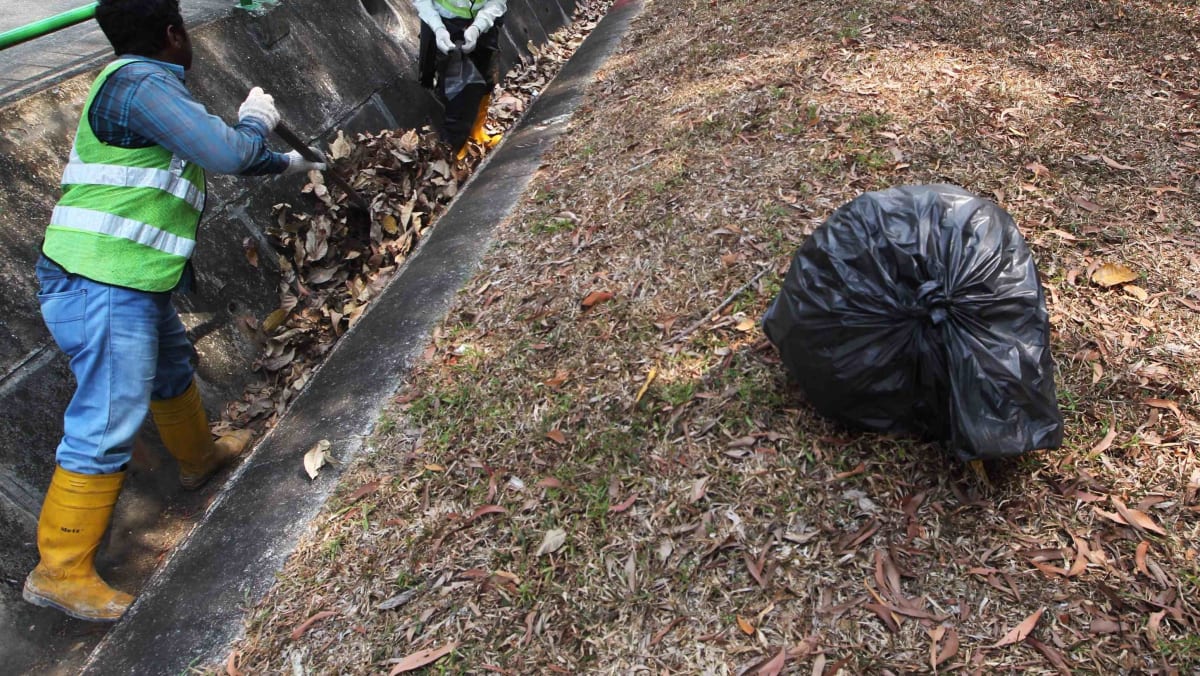 NEA increasing efforts to clear leaf litter to prevent mosquito ...