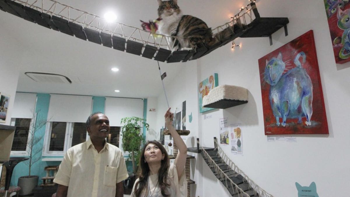 S’pore’s first cat museum opens on Purvis Street - TODAY