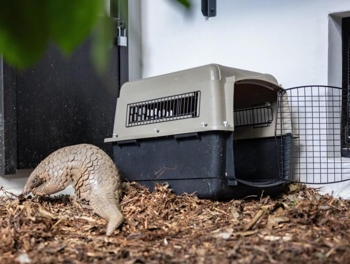 Night Safari will soon have a new walking trail where visitors can see ...