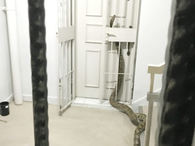 The Big Read: As animal encounters hit the headlines, a divide opens up ...