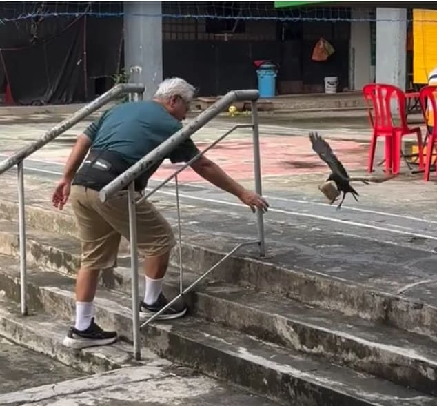 Crow Steals Money In M’sia; Ends Up In Funny Face-Off With 2 People Who ...