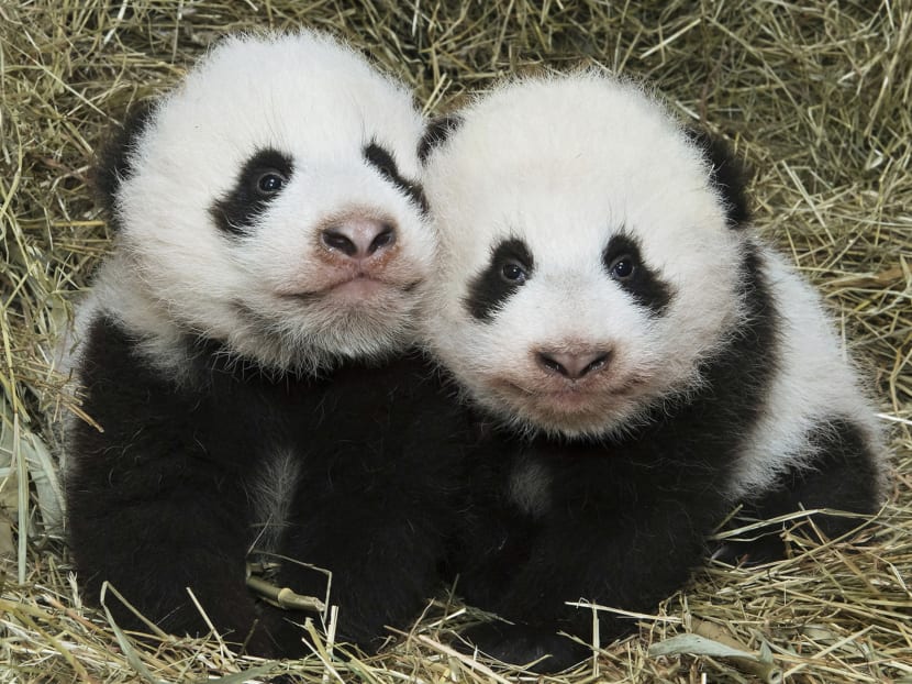 cute panda names